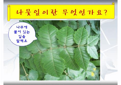 나뭇잎 프로젝트 교육계획안 창의활동지 나무프로젝트 가을프로젝트 잎프로젝트 주제선정의 이유 주요개념 주제망 단풍잎