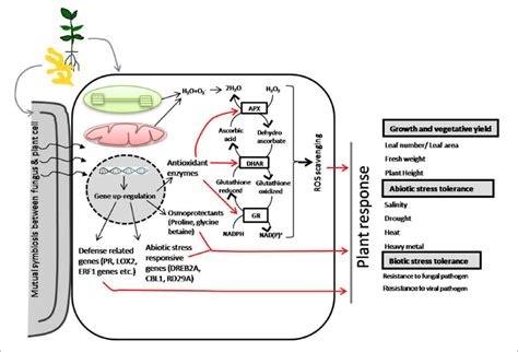 Schematic Representation Of Piriformospora Indica Symbiotic