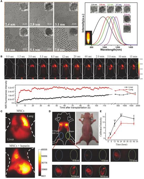 Recent Progress In Nir Ii Contrast Agent For Biological Imaging Pmc
