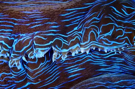 Maxima Clam Stock Image C056 0083 Science Photo Library