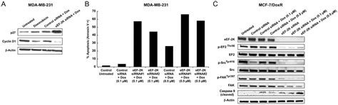 Figure 5 From Targeted Silencing Of Elongation Factor 2 Kinase