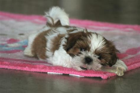 Cómo Saber si un SHIH TZU es PURO Guía de Características