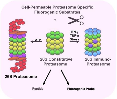 Figure 2 From Targeting Proteasomes And The Mhc Class I Antigen