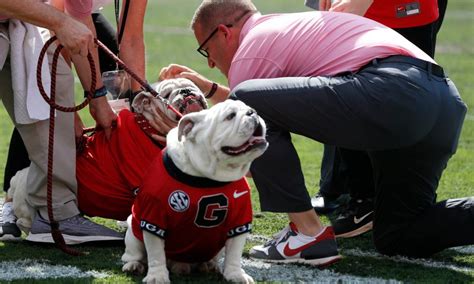 Uga Xi A Puppy Named Boom Was Introduced At The Georgia Spring Game