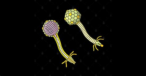 Lambda Bacteriophage Illustration Bacteriophage Lambda Sticker