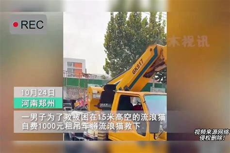 流浪猫被困十五米高空，男子自费一千元租吊车将其救下，画面暖心