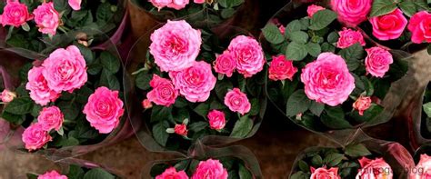 Rosal Mini De Lidl Flores Y Plantas A Precios Increíbles Mi Hogar