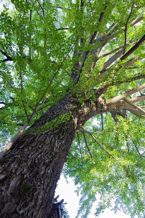 A Gingko Tree At Japanese Shrine Wide Shot Stock Image Image Of Park