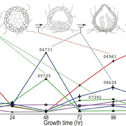 Relative Expression Across Sexual Development Of Genes Annotated As Download Scientific Diagram