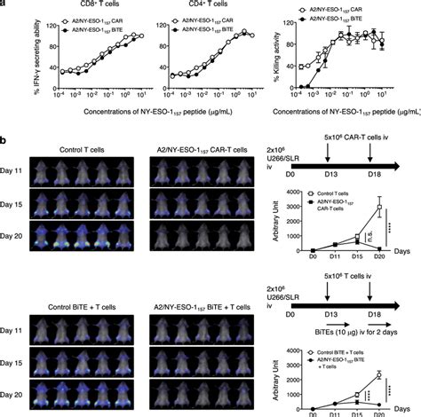 A2ny Eso 1157 Car And Bite Redirected T Cells Show Sufficient Download Scientific Diagram