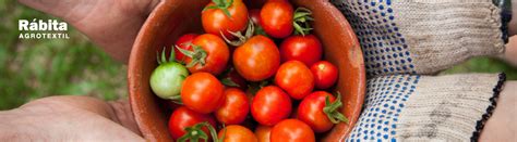 Cómo prevenir que la mosca de la fruta ataque tu cultivo