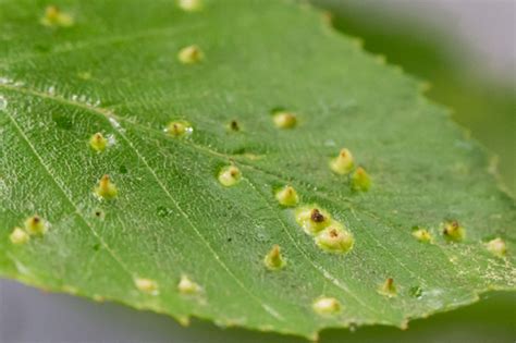 Aculus Leionotus Arachnipedia Wiki Fandom