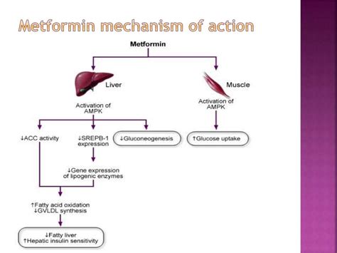 Insulin Sensitizers