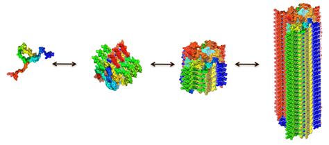 Schematic Representation Of The Process Of Amyloid Formation According