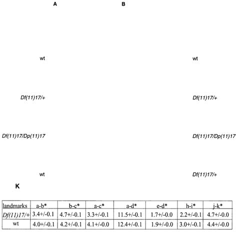Craniofacial Abnormalities A And B Df1117 And Wild Type Wt