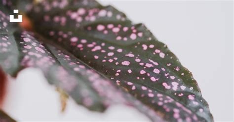 Plante à Feuilles Vertes Et Rouges Photo Photo Suisse Gratuite Sur