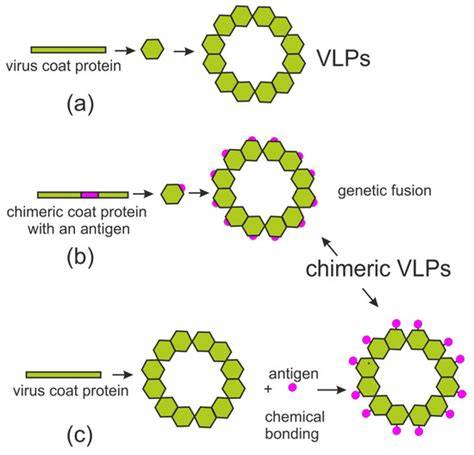 Virus Like Particles Produced In Plants A Promising Platform For