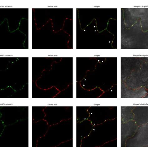 Subcellular Localization Of Wild Type And Mutant Mp Egfp Constructs In