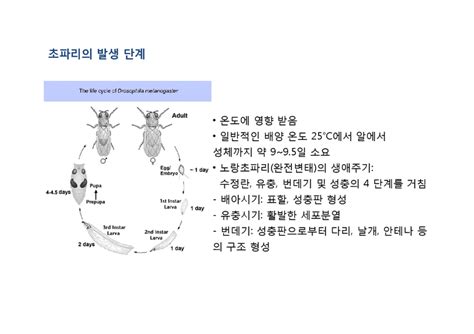 초파리의 패턴형성 자연 공학