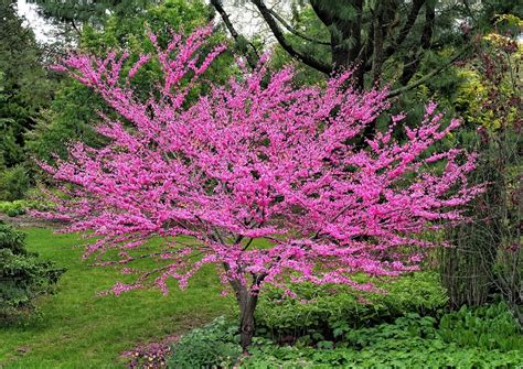 Top 16 árboles DE POCA RAÍZ y frondosos para tu jardín
