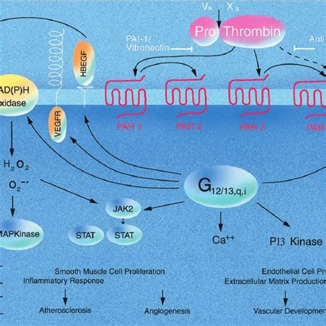 Diversity Of Thrombin Signaling And Physiological Effects In Vascular