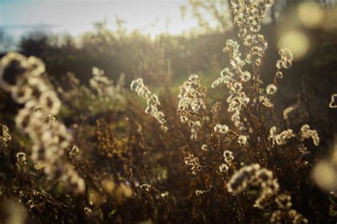 Premium Photo The Fields Of Spring