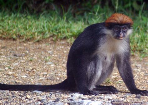 Udzungwa National Park Habitat Adventures Travel
