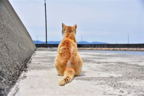 【サイン】猫がしっぽをパタパタさせる時の気持ち5つ