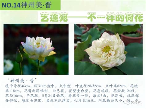 第十届中国花卉博览会荷花品种介绍 我苏网