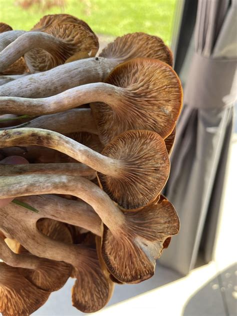 I Need Help To Identify These Beauties Rshroomid