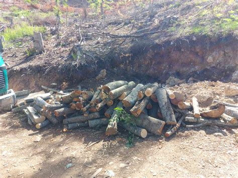 Во ресенско откриена нелегална сеча на дрва следуваат кривични пријави