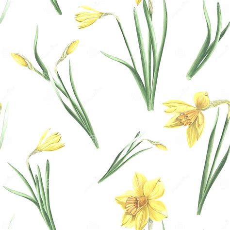 Seamless Pattern Of Yellow Daffodils With Green Leaves On White