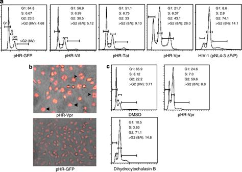 Hiv 1 Vpr Causes Cell Cycle Dysregulation In Ptecs A Cell Cycle