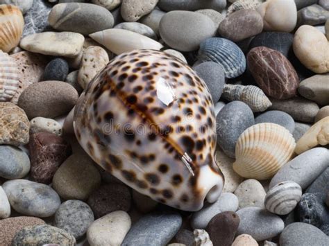 Sea Shell Tiger Cowrie Laid On A Layer Of Colorful Pebbles And Small