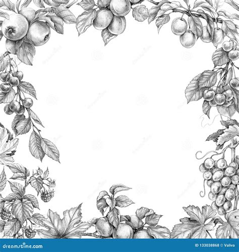 Fruit Square Frame Pencil Drawing Stock Illustration Illustration Of