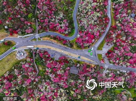 最美人间四月天全国清明假期赏花地图出炉 哪片花海最得你心