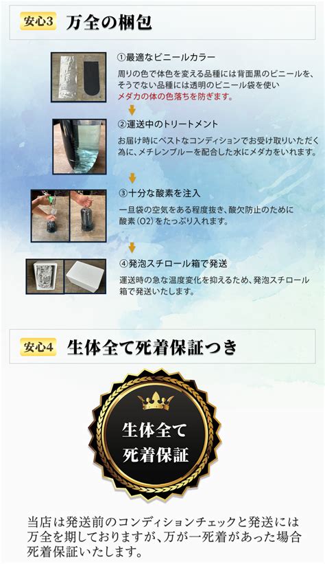 【楽天市場】丈夫 元気 キレイ カラフル高級メダカ セット ミックス 10～40匹 メダカ 販売 メダカ販売 種類 めだか 【送料無料】メダカ