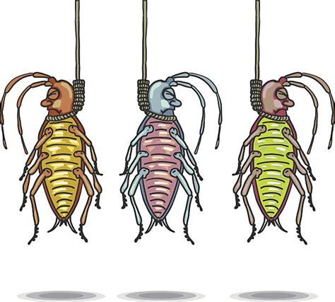 300 Dead Roach Illustrations Royalty Free Vector Graphics And Clip Art