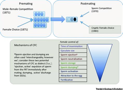 Sexual Selection By Cryptic Female Choice Cfc A Cfc Is A