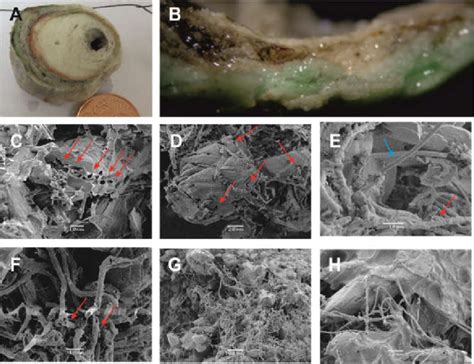 Biomineralizing Processes By Cyanobacteria Under Sem A Vertical Cut Download Scientific