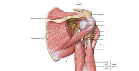 Scapular Arcade And Spaces Diagram Quizlet