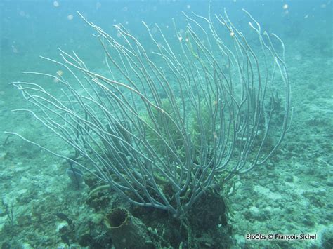 Gorgone Poreuse Pseudoplexaura Porosa Bioobs