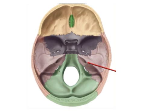 Petrous Portion Of Temporal Bone Quiz