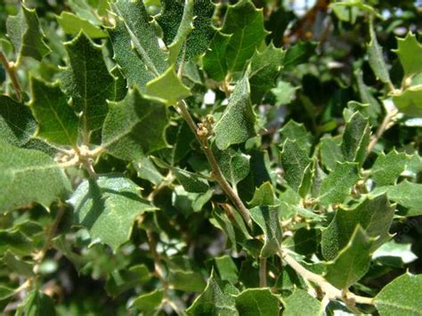 What Does Scrub Oak Mean At Bernice Astle Blog