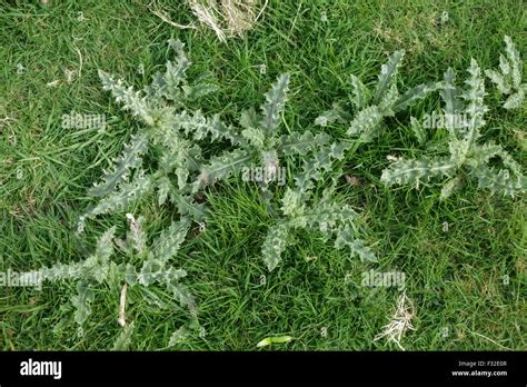 Creeping Thistle Cirsium Arvense Young Plants Self Seeded In Grass