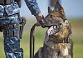 Categorymilitary Working Dogs Of The United States Navy Wikimedia