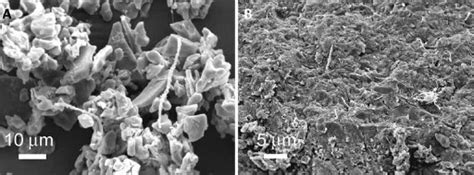 scanning electron microscopy sem micrographs of an α tcp cement