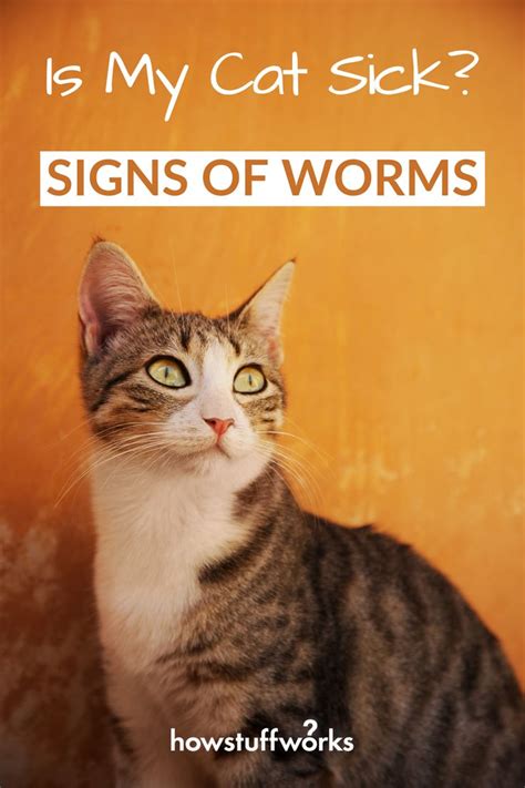 Natural Ways To Treat Worms In Cats