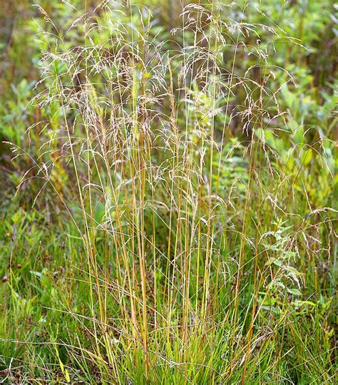 Deschampsia Cespitosa Redwood Nursery And Garden Center