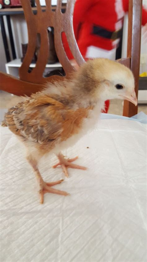 Sexing Chicks Backyard Chickens Learn How To Raise Chickens